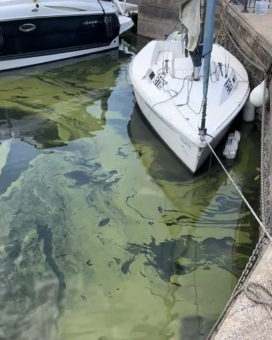 News & Updates · Save Windermere