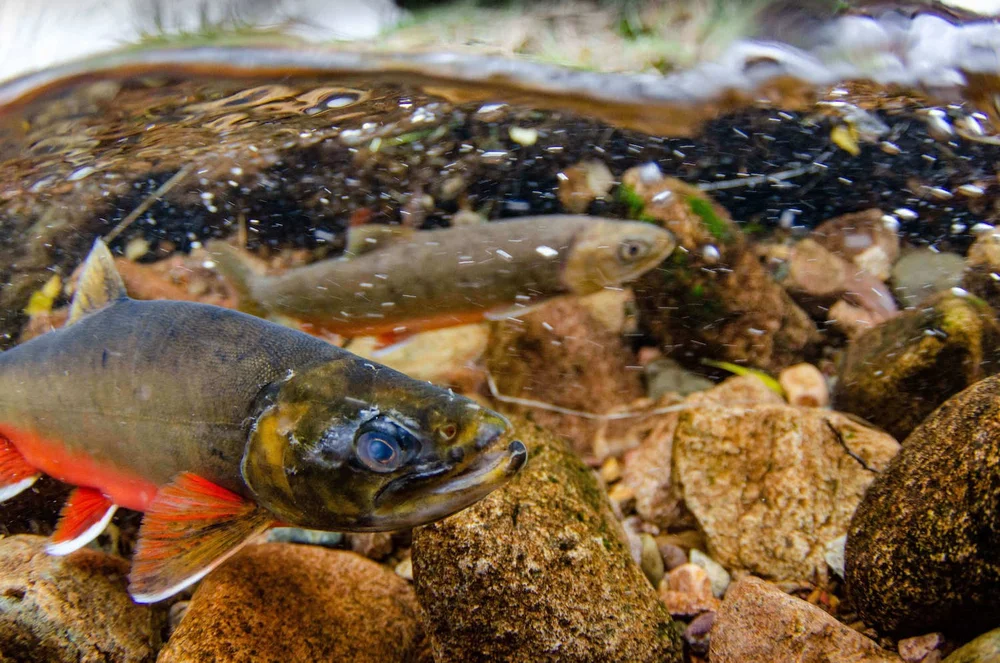 The Impact of Sewage Pollution · Save Windermere