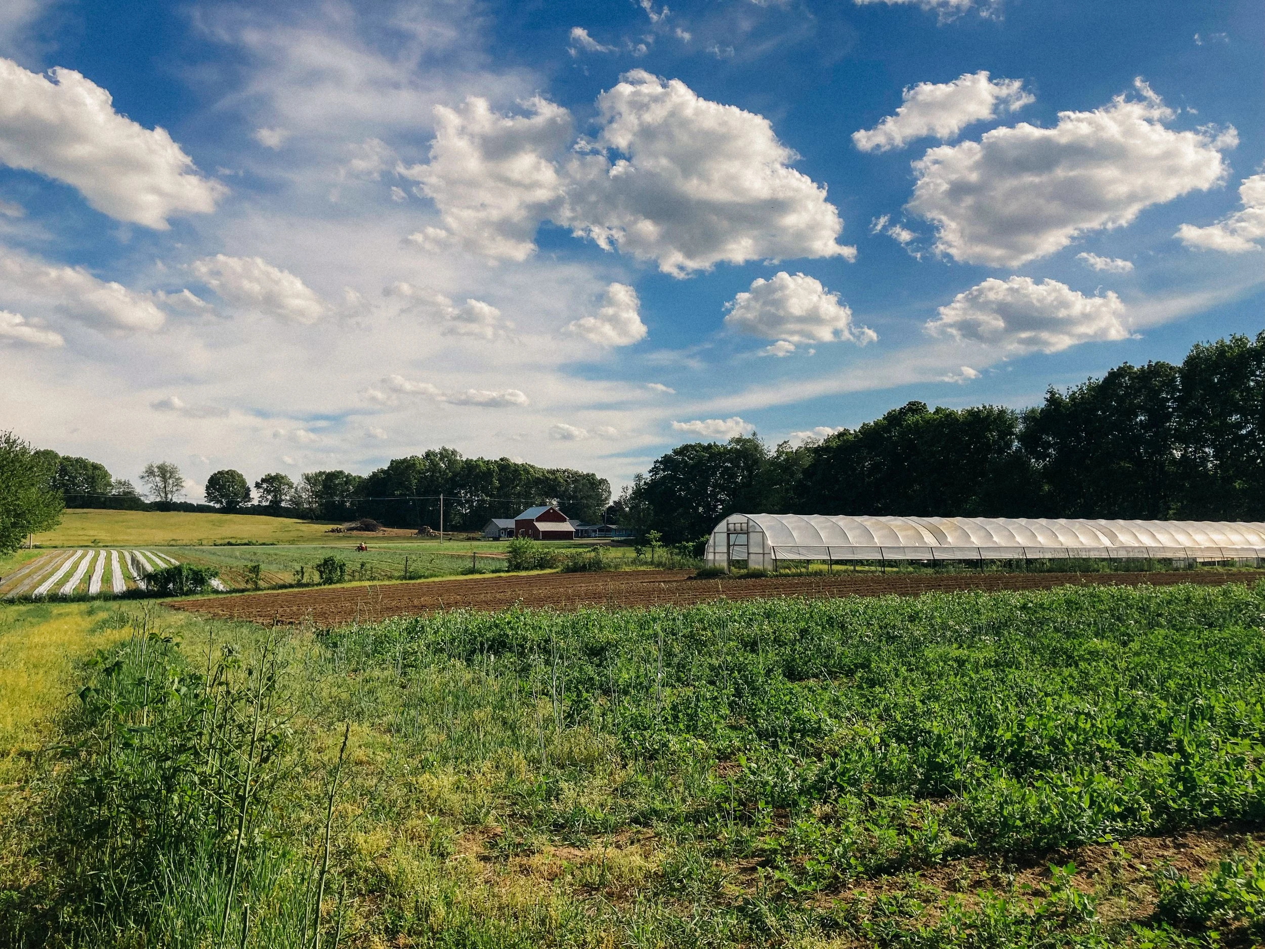 Butternut Sustainable Farms