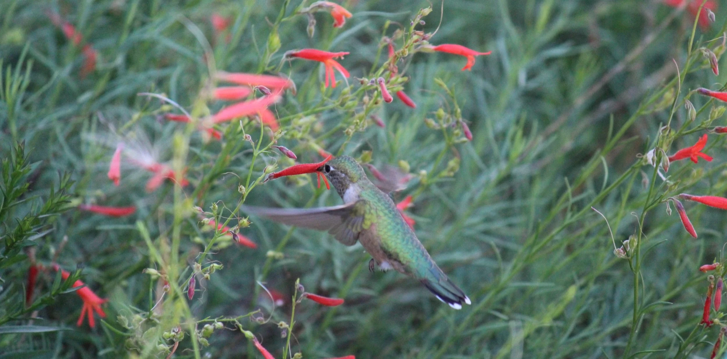 Board | Support Nature Initiatives – Volunteer Today — Friends of ...