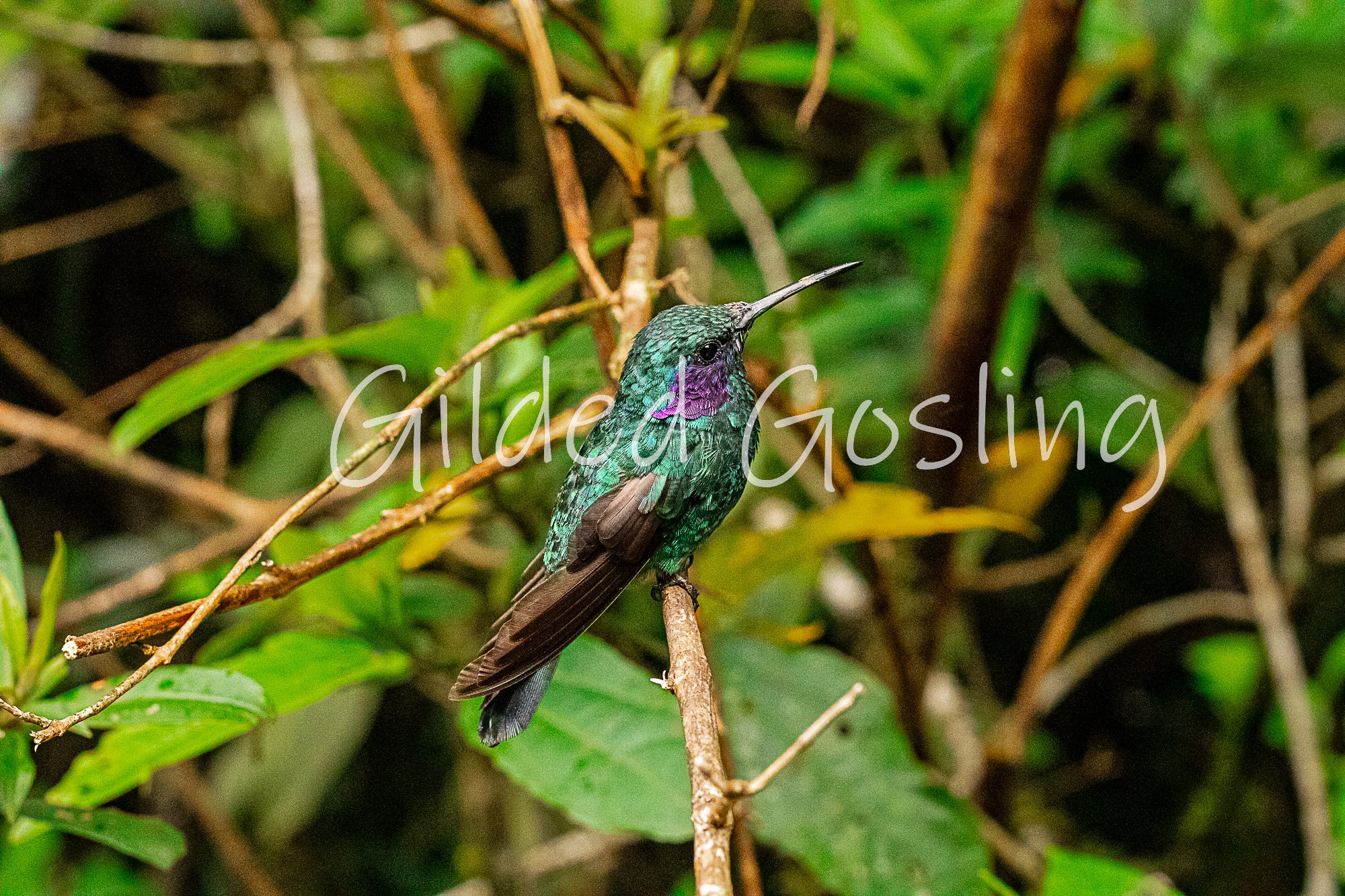 Lesser Violetear at Rest-Print — The Gilded Gosling