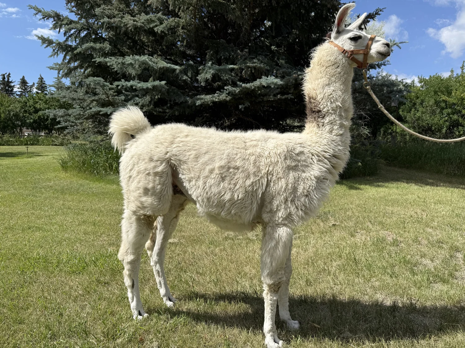 Pack Llamas For Sale — Madison River Pack Llamas