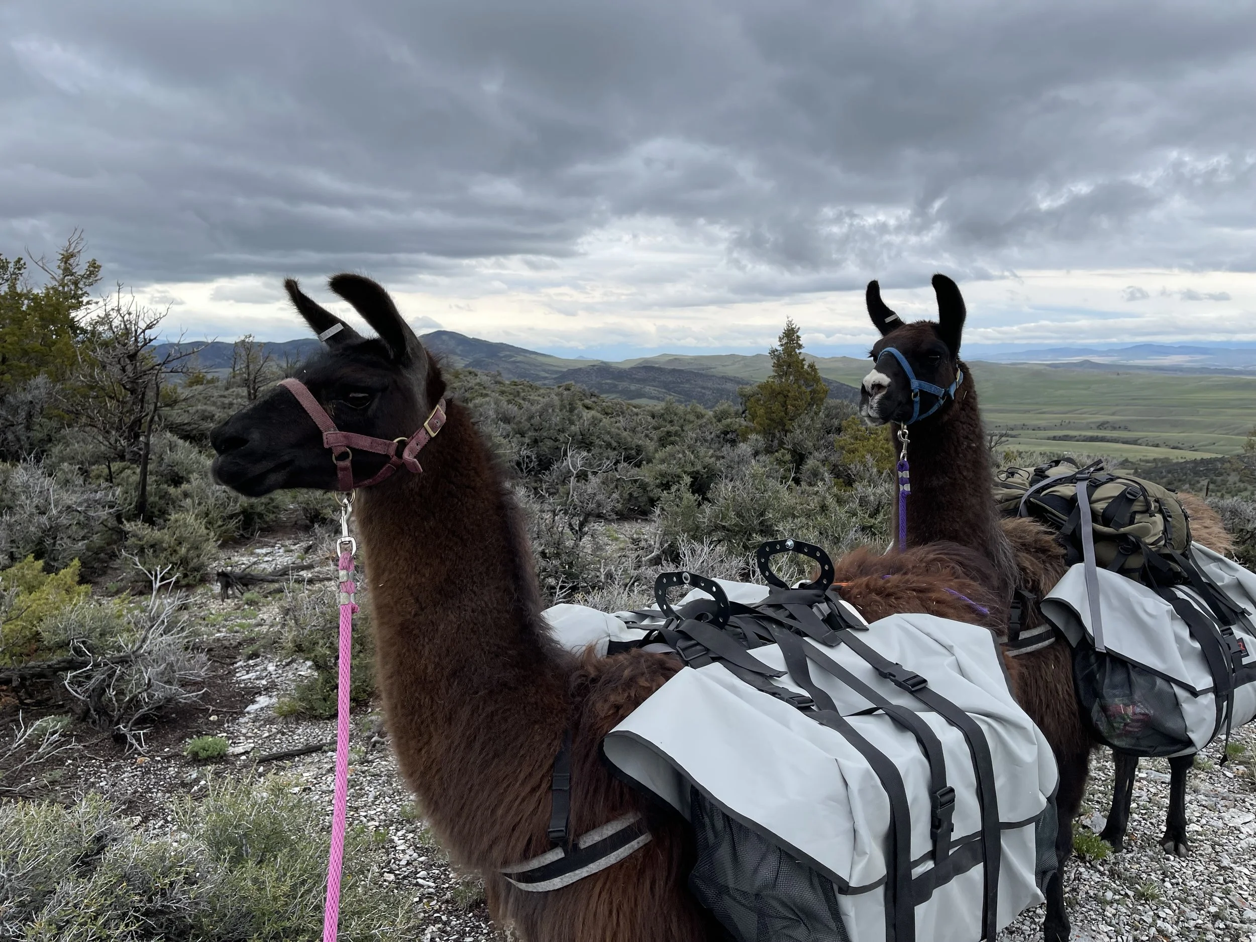 Madison River Pack Llamas