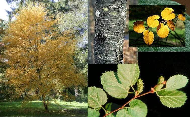 All About the Round-Leaf Birch Tree