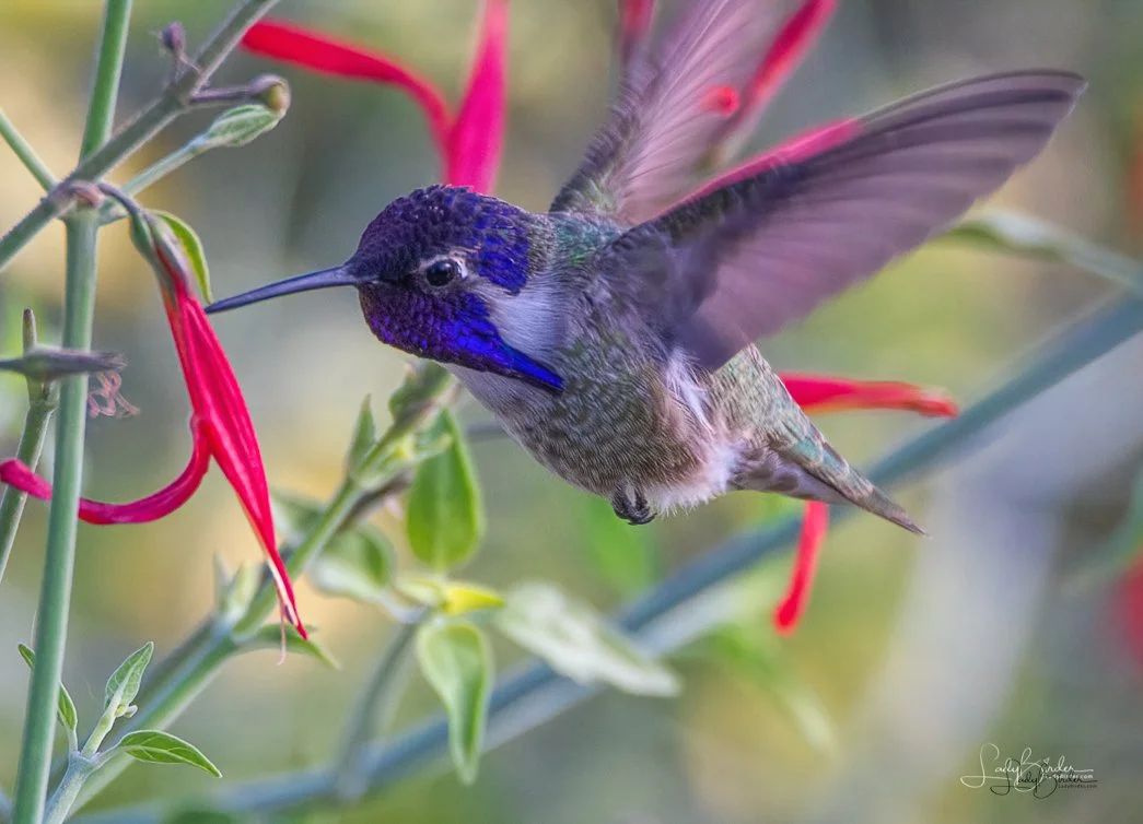 Bird Photographs — LadyBirder.com