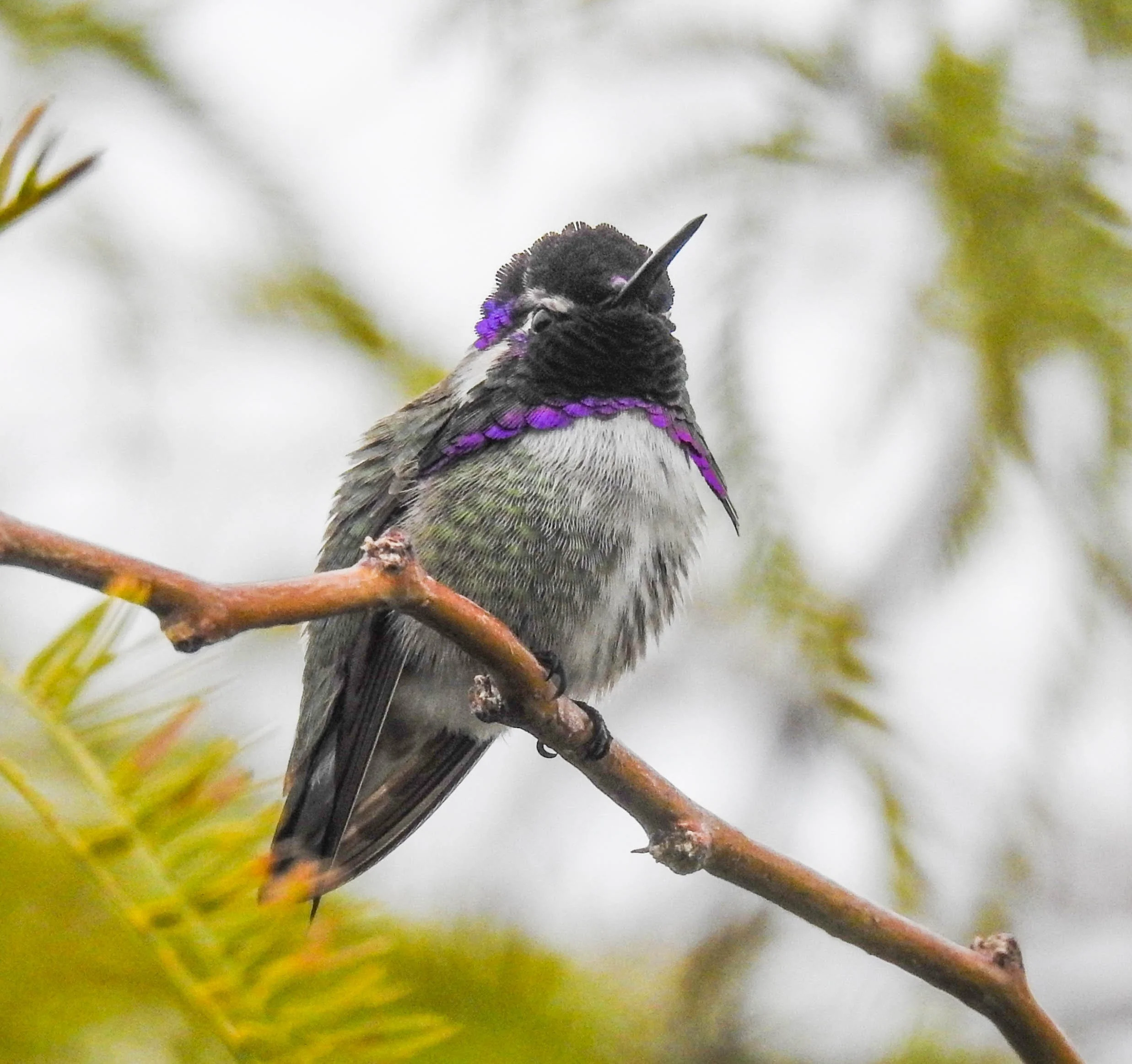 Bird Photographs — LadyBirder.com
