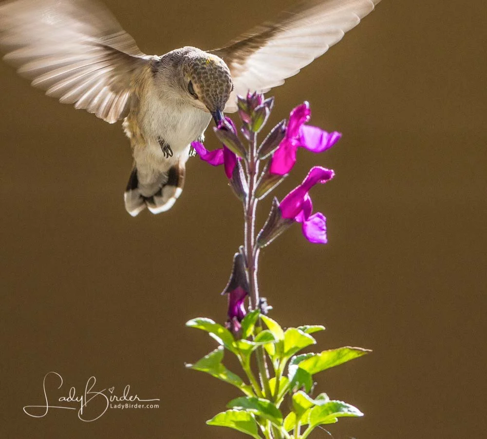 Bird Photographs — LadyBirder.com