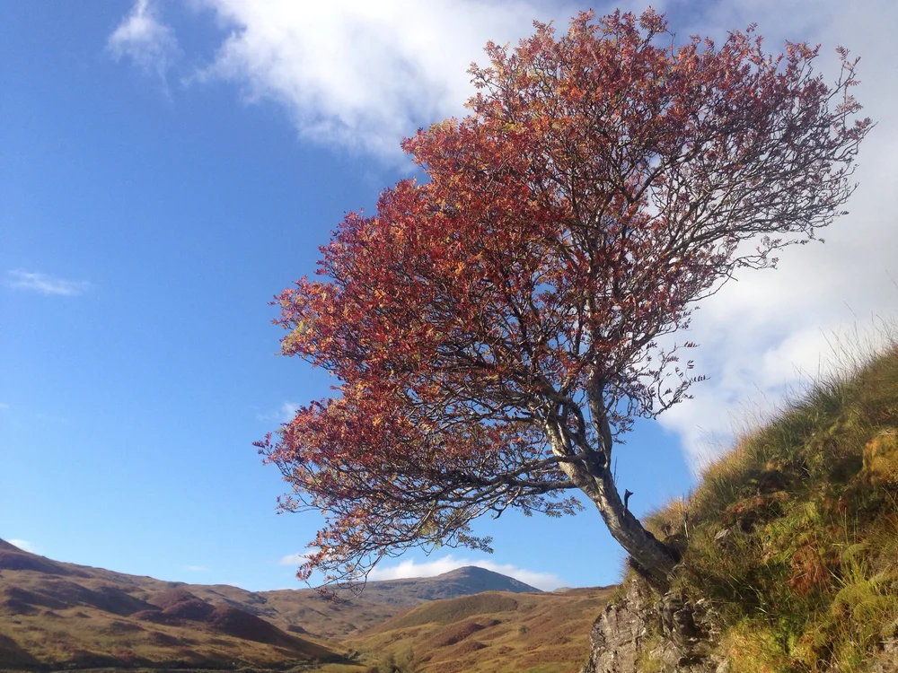 The Rowan Tree — Donna A. Gaffney