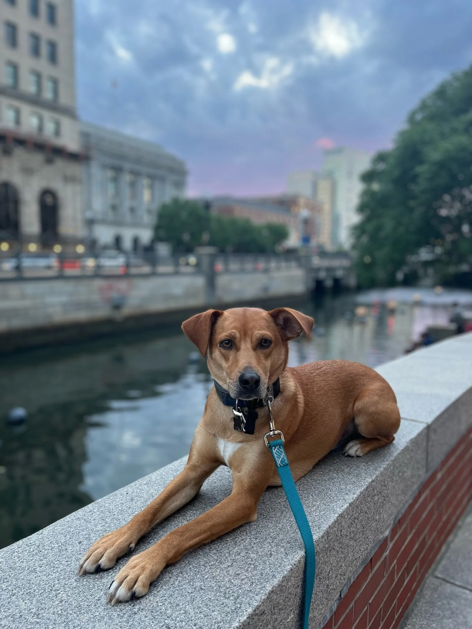 Full Service Pet Training — Tails N Trails