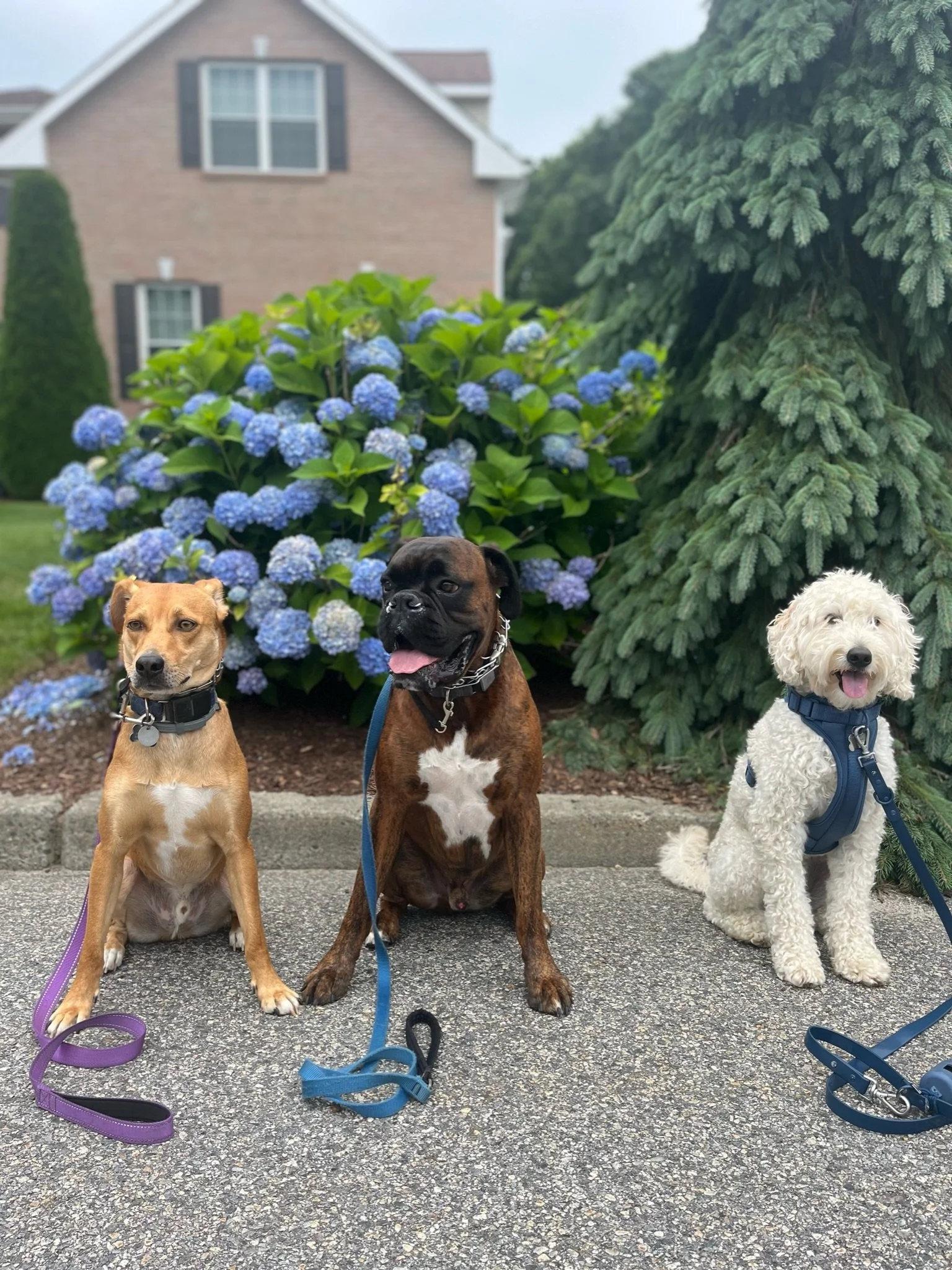 Full Service Pet Training — Tails N Trails