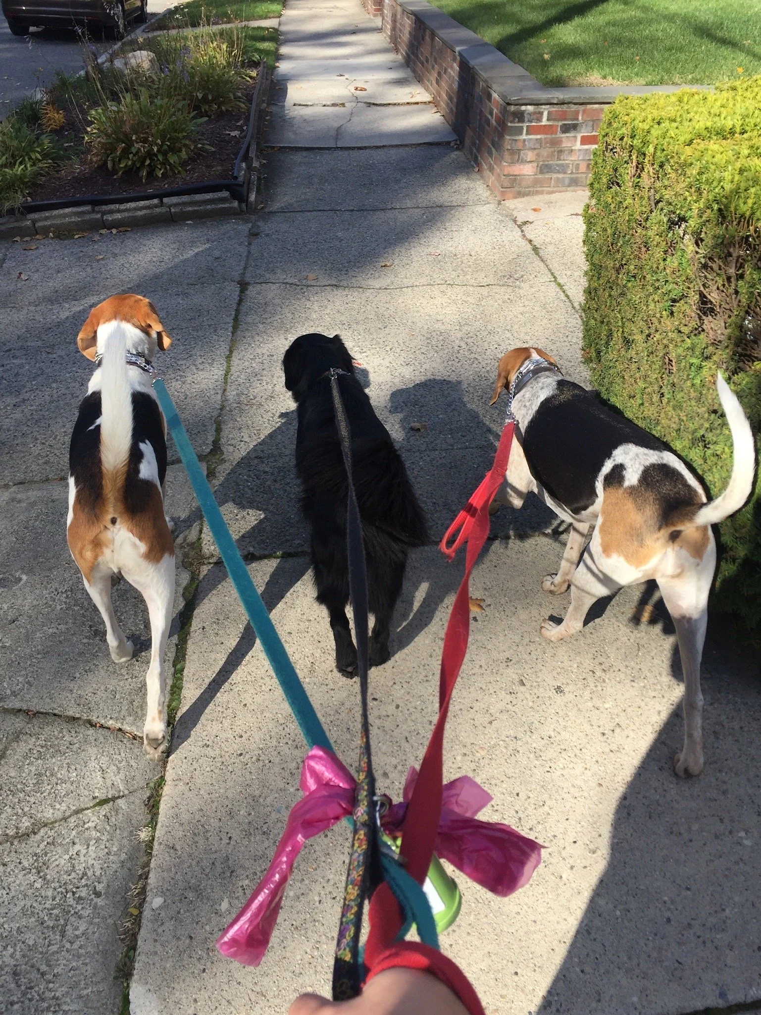 Dog walking — Tails N Trails