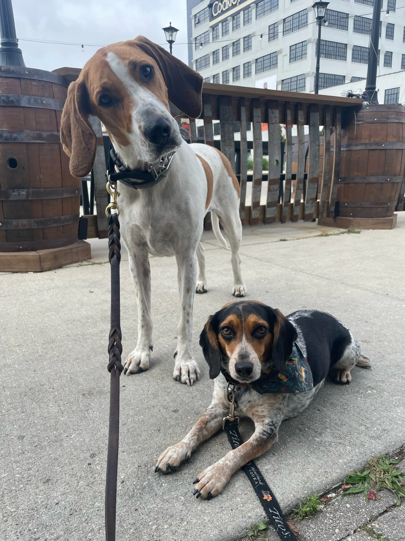 Dog walking — Tails N Trails