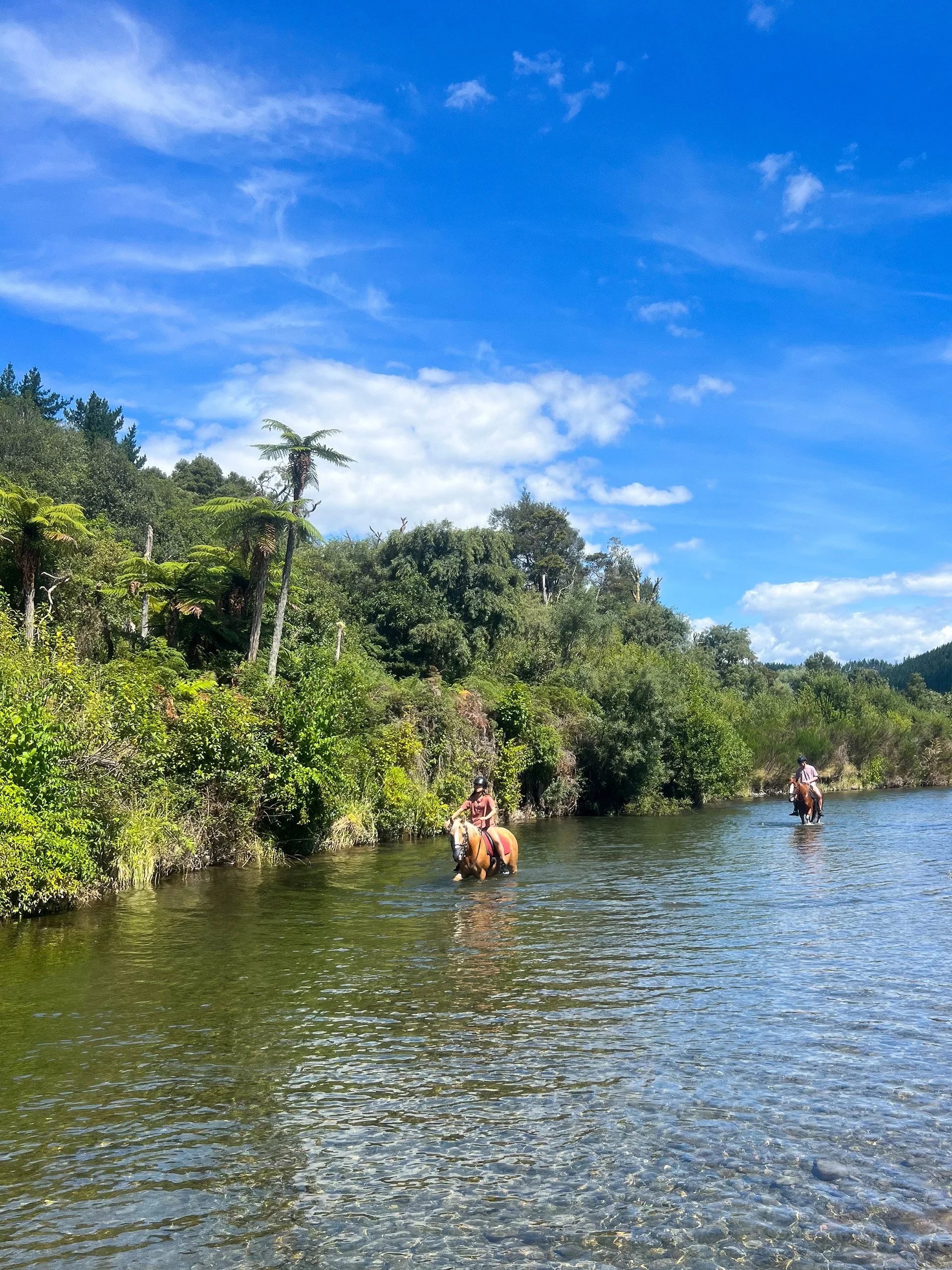 Forest & River — Our Rides — Korohe Horse Treks — Explore Lake Taupo