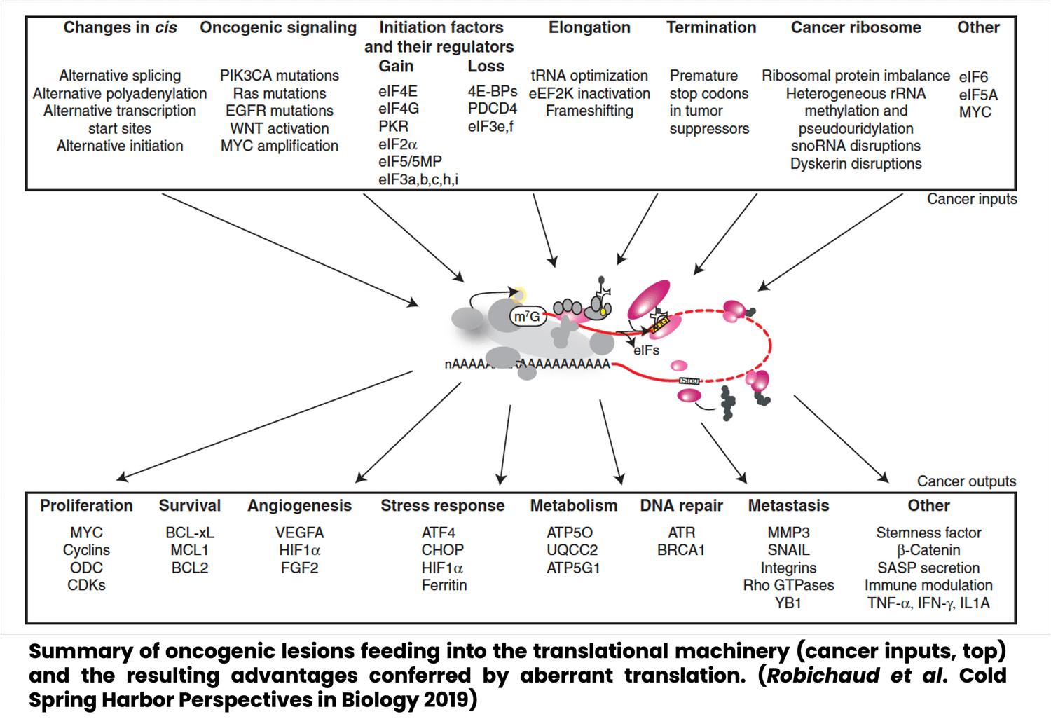 Translational Control in Cancer — Sonenberg Lab