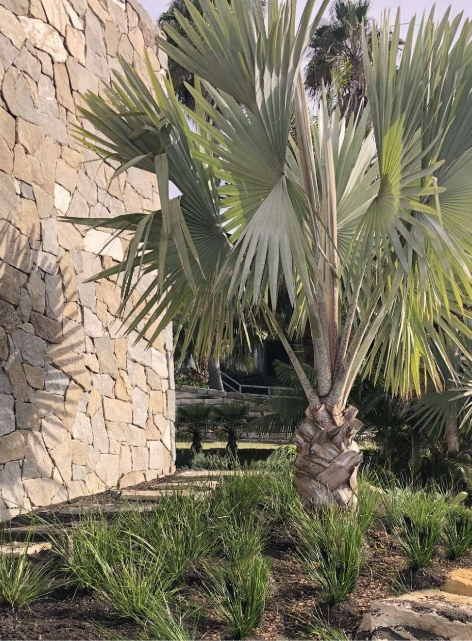 Whale Beach, Northern Beaches — Brick and Stone