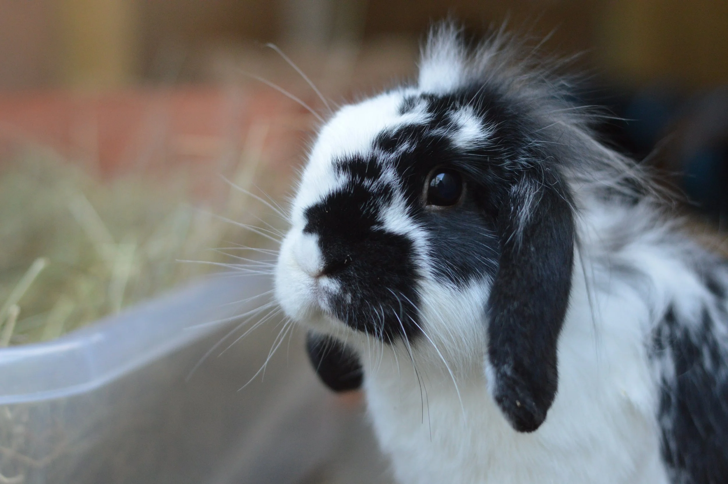 Our Ethos | The National Rabbit Festival