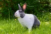 The National Rabbit Festival 2025 | UK Event for Rabbit Guardians and ...