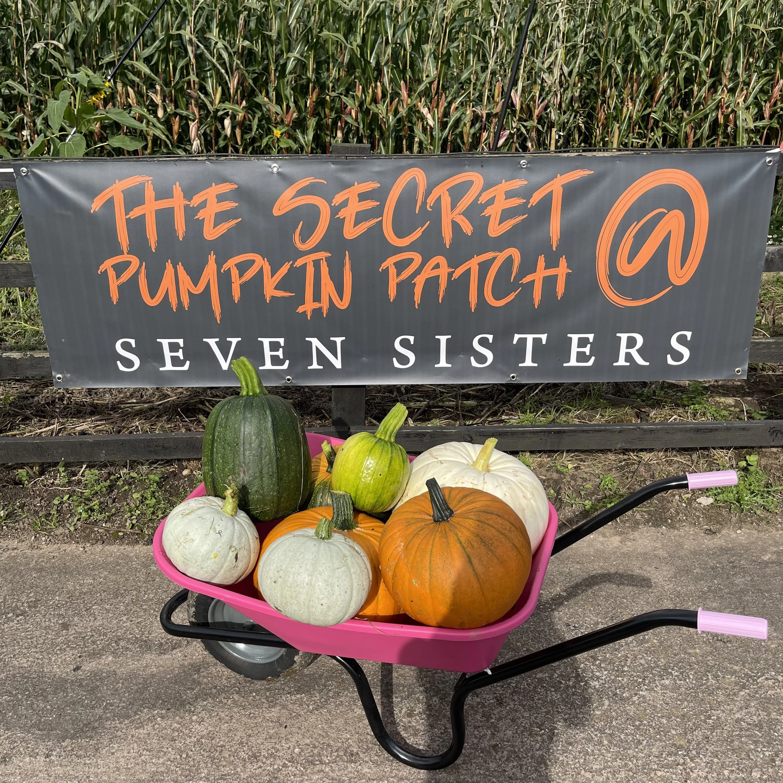 Pumpkins — Seven Sisters Ice Cream Farm