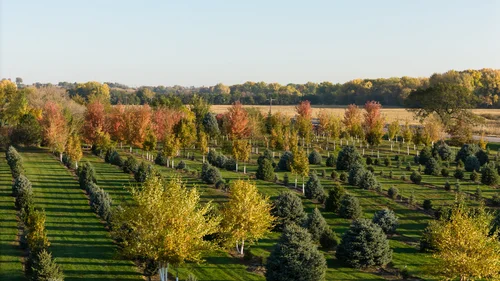 Hartington Tree LLC