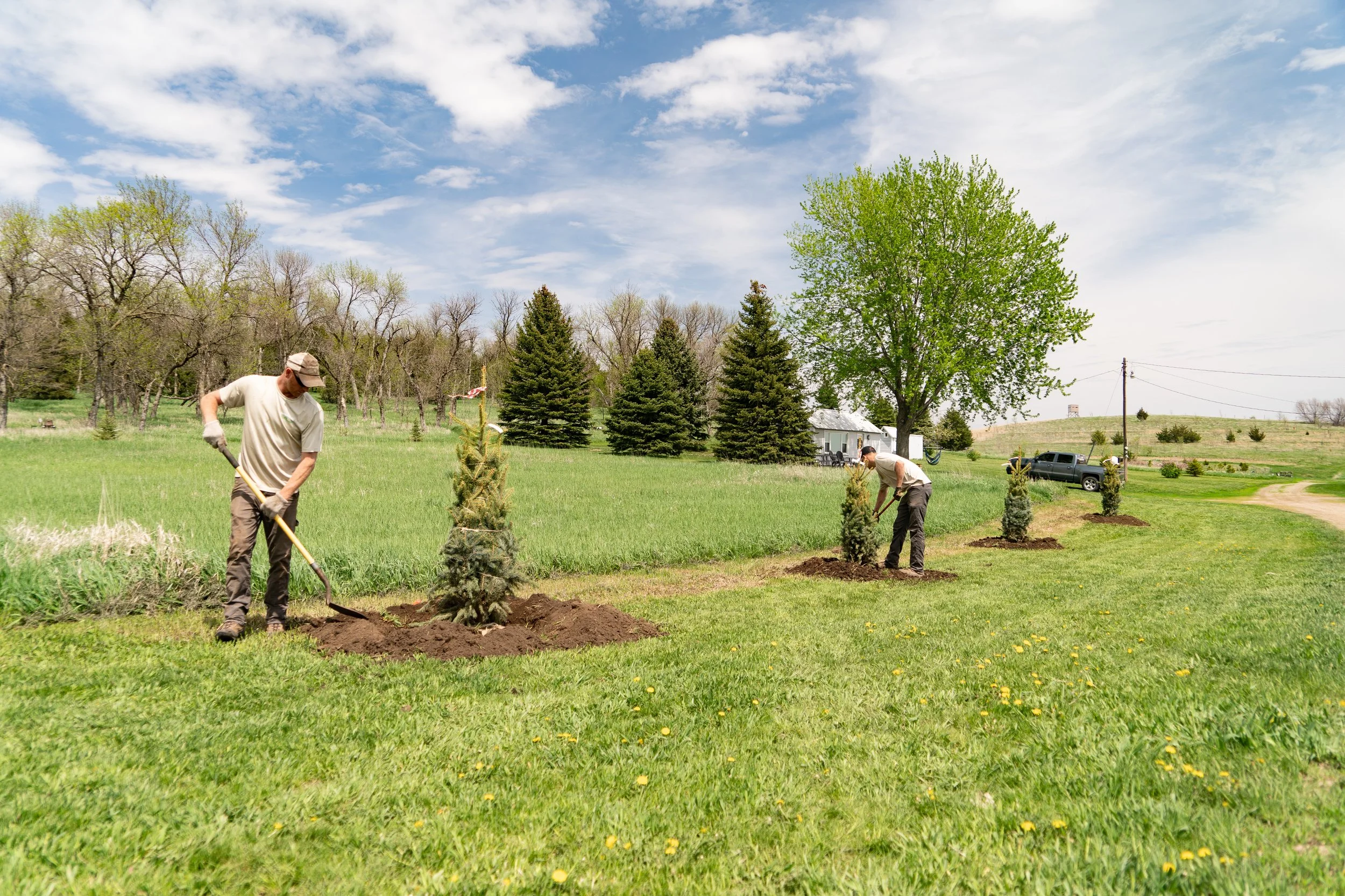 Hartington Tree LLC