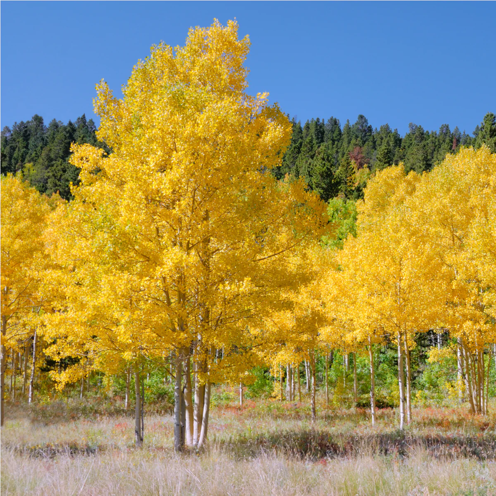 Tree Nursery — Hartington Tree LLC