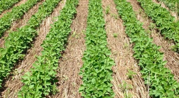 Siembra Directa: Una Revolución Sostenible en la Agricultura ...