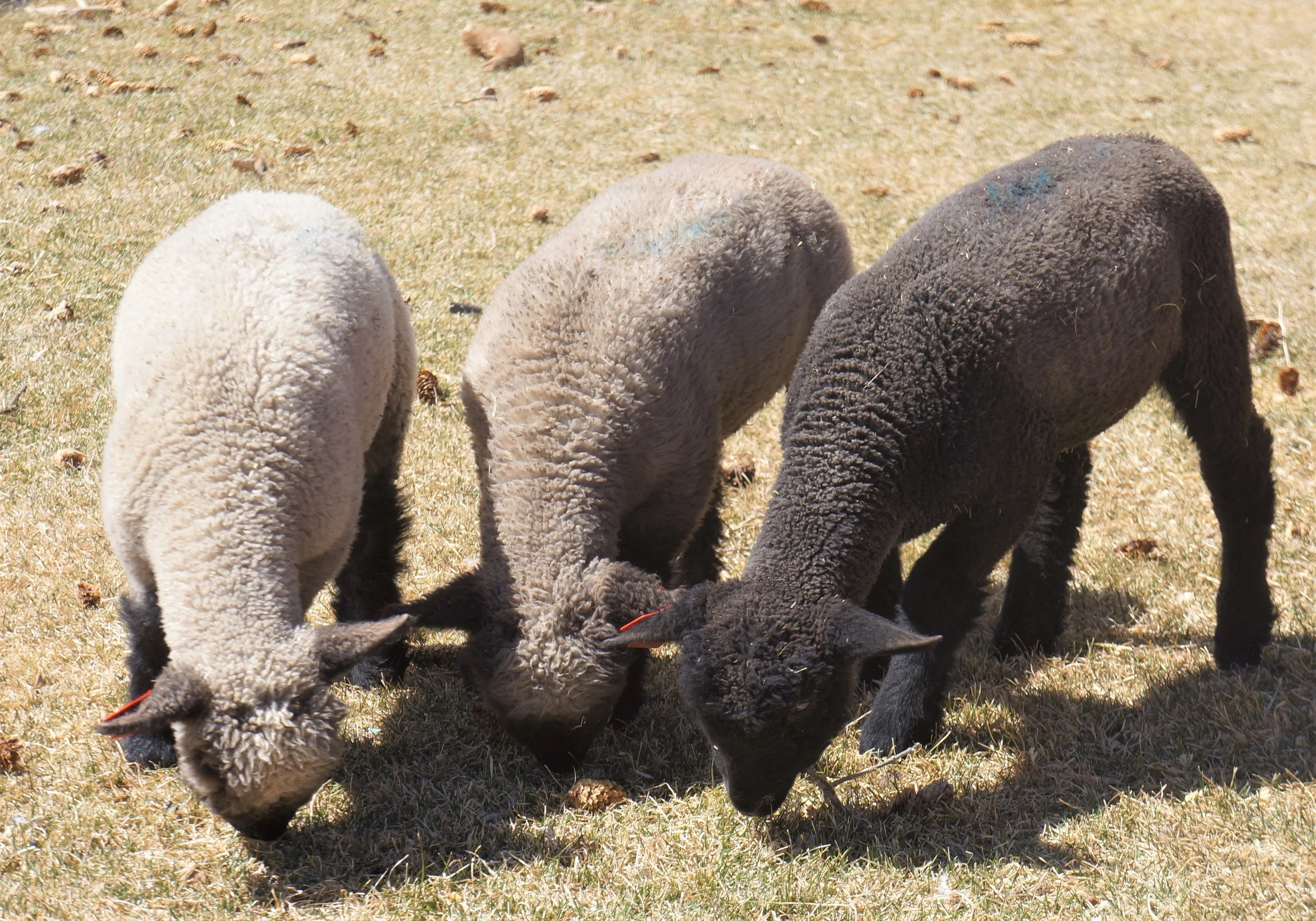 Store — Lehi Ranch