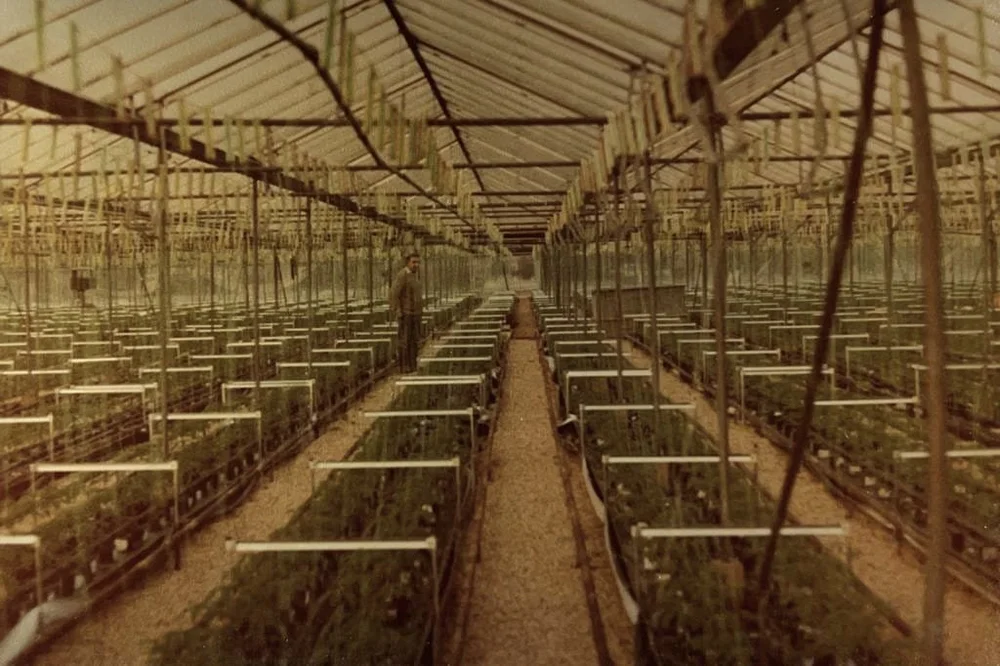 About Us — Emery Soft Fruits