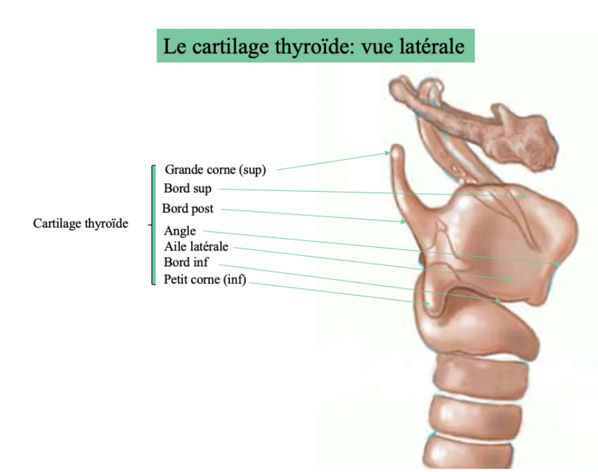 Anatomie du larynx — Perifontaa | Société d'édition