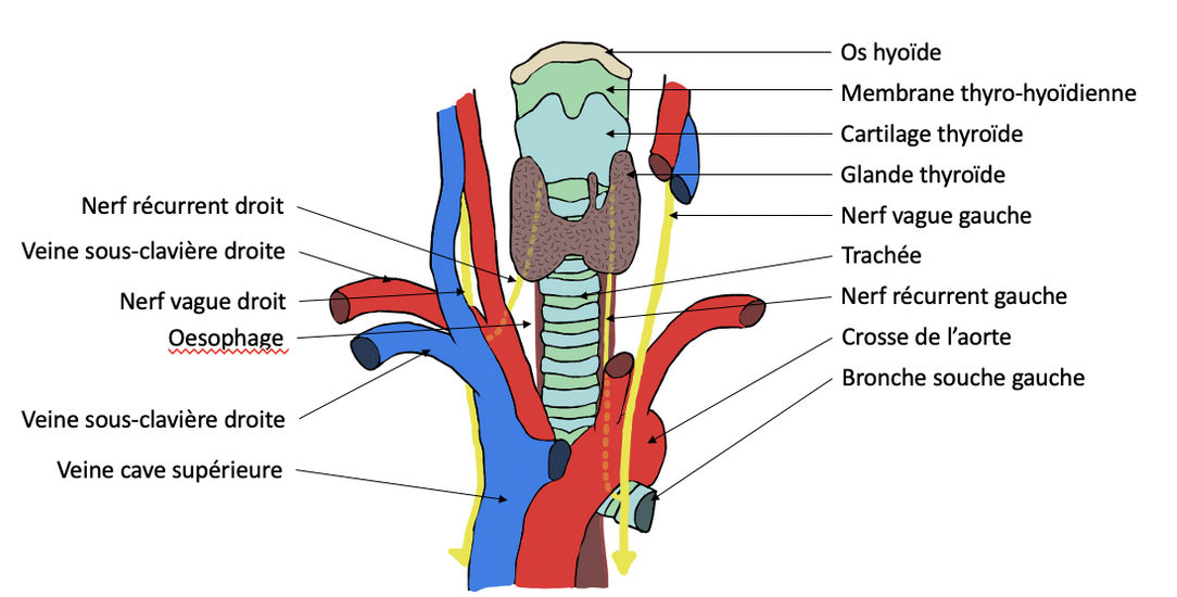 Anatomie du larynx: ch5 — Perifontaa | Société d'édition