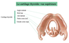 Anatomie du larynx — Perifontaa | Société d'édition