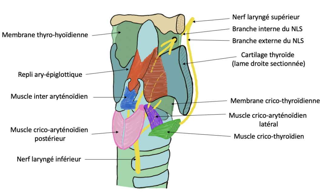 Anatomie du larynx: ch5 — Perifontaa | Société d'édition