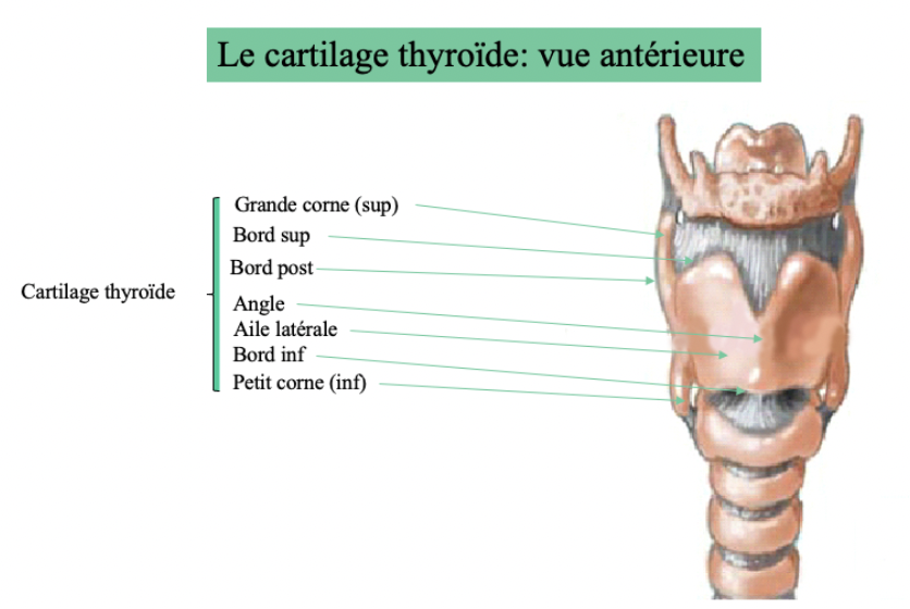 Anatomie du larynx — Perifontaa | Société d'édition