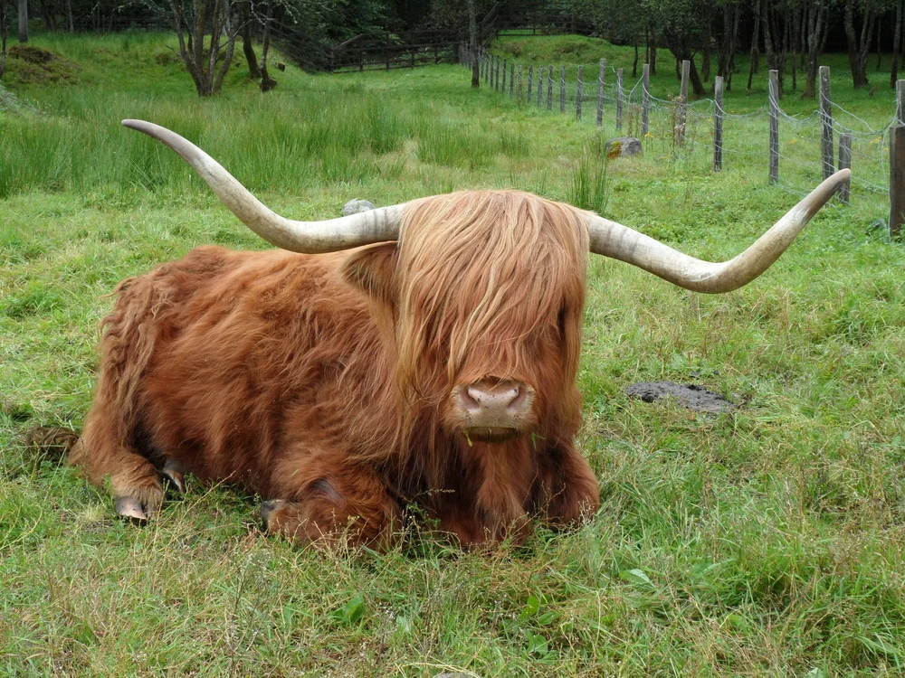 Shat Acres Highland Farm