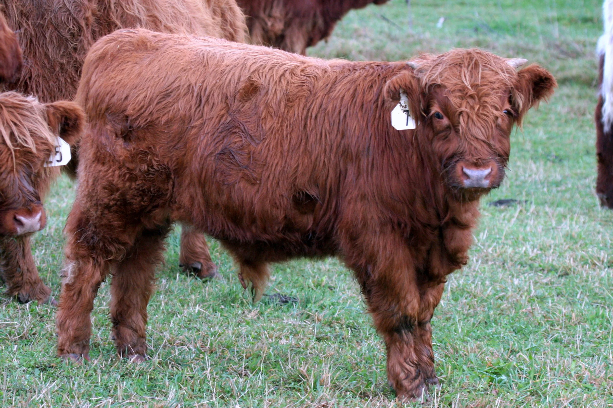 Award Winning Cattle — Shat Acres Highland Farm