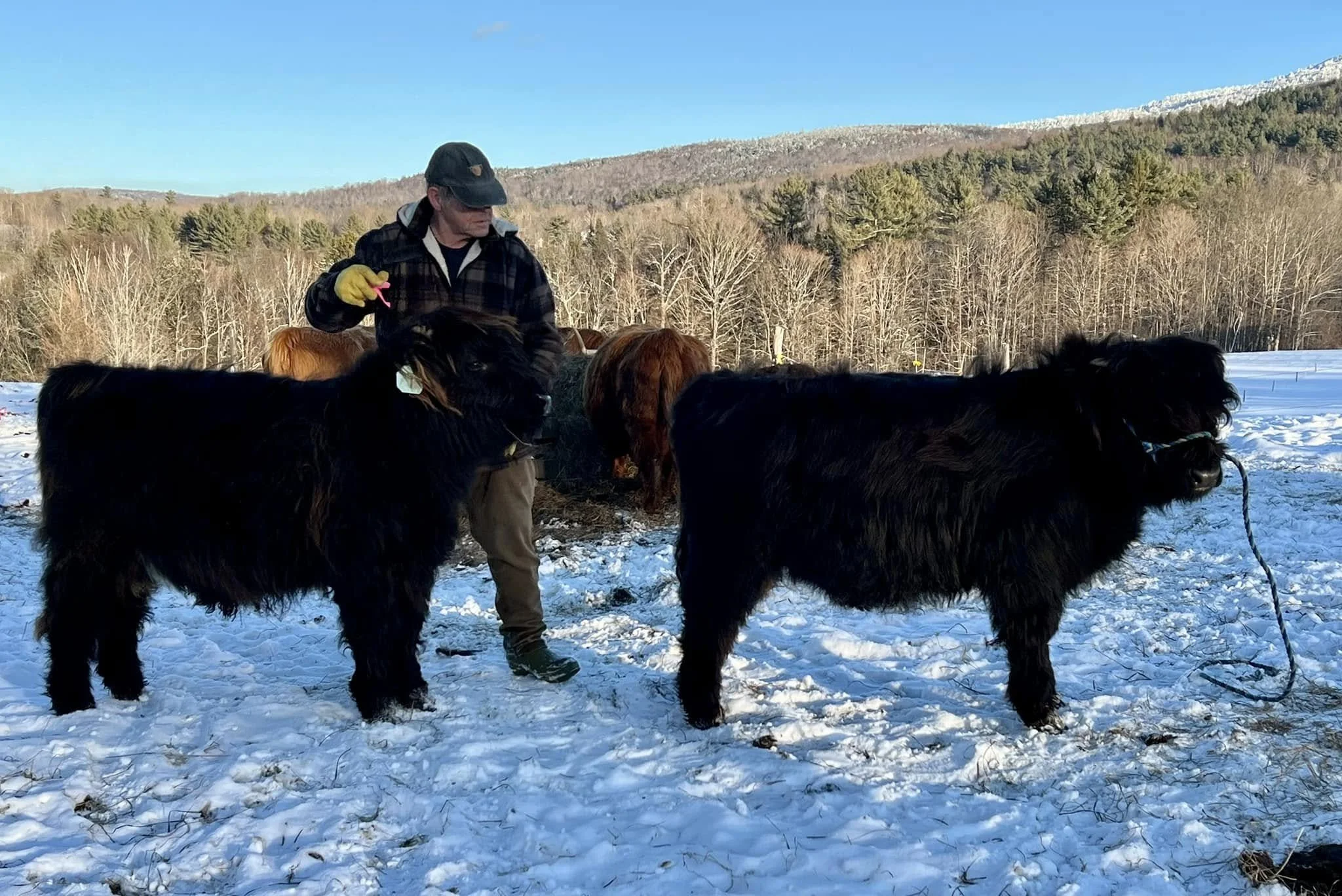 Greenfield Highland Beef — Shat Acres Highland Farm