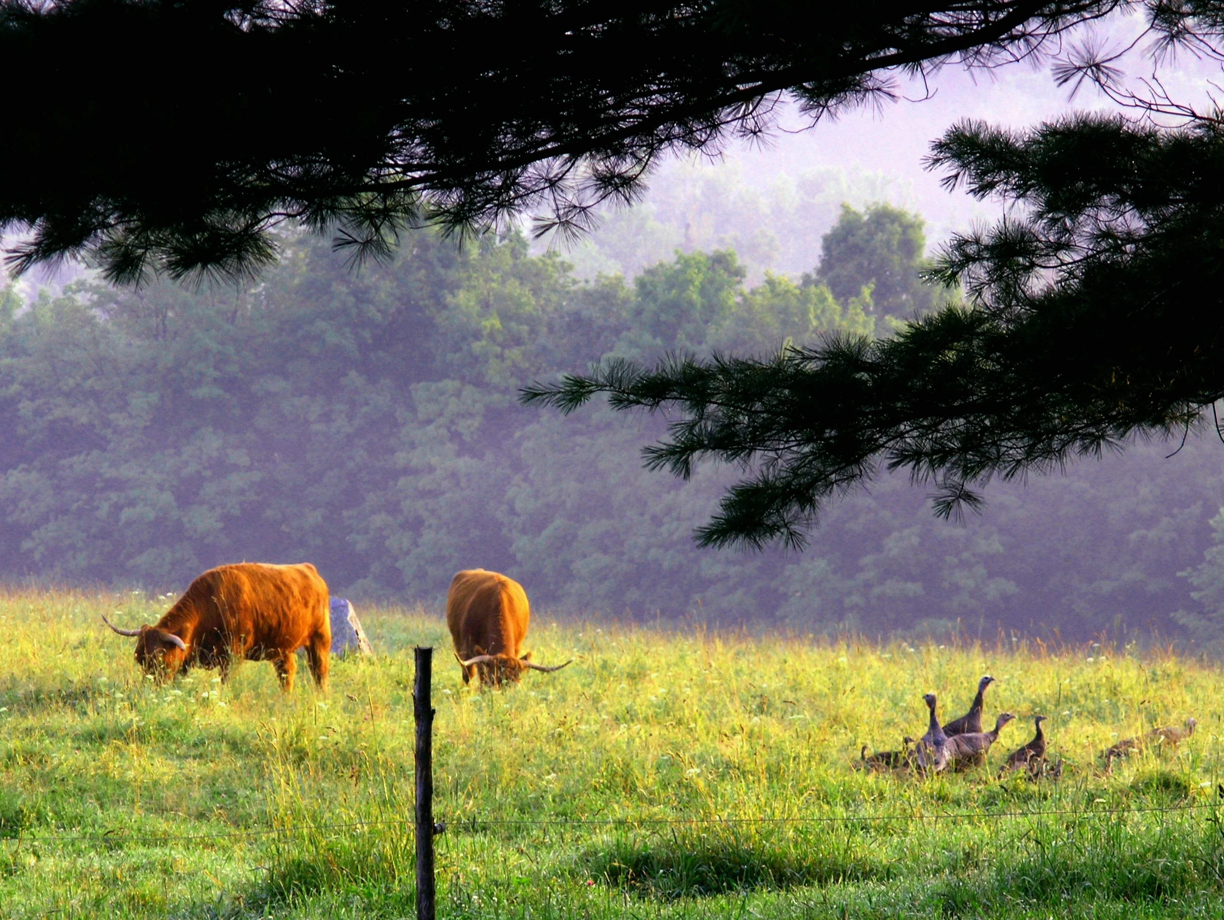 Events — Shat Acres Highland Farm