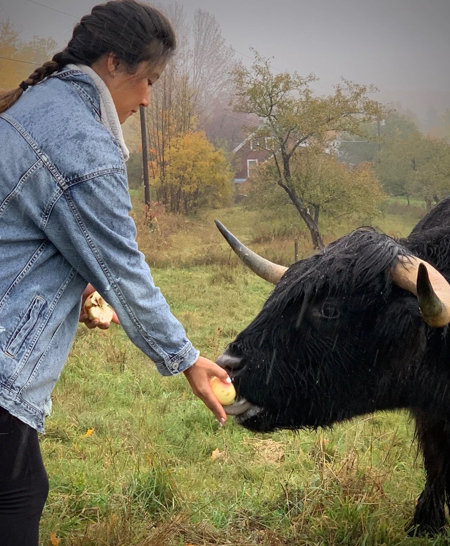 Tours — Shat Acres Highland Farm