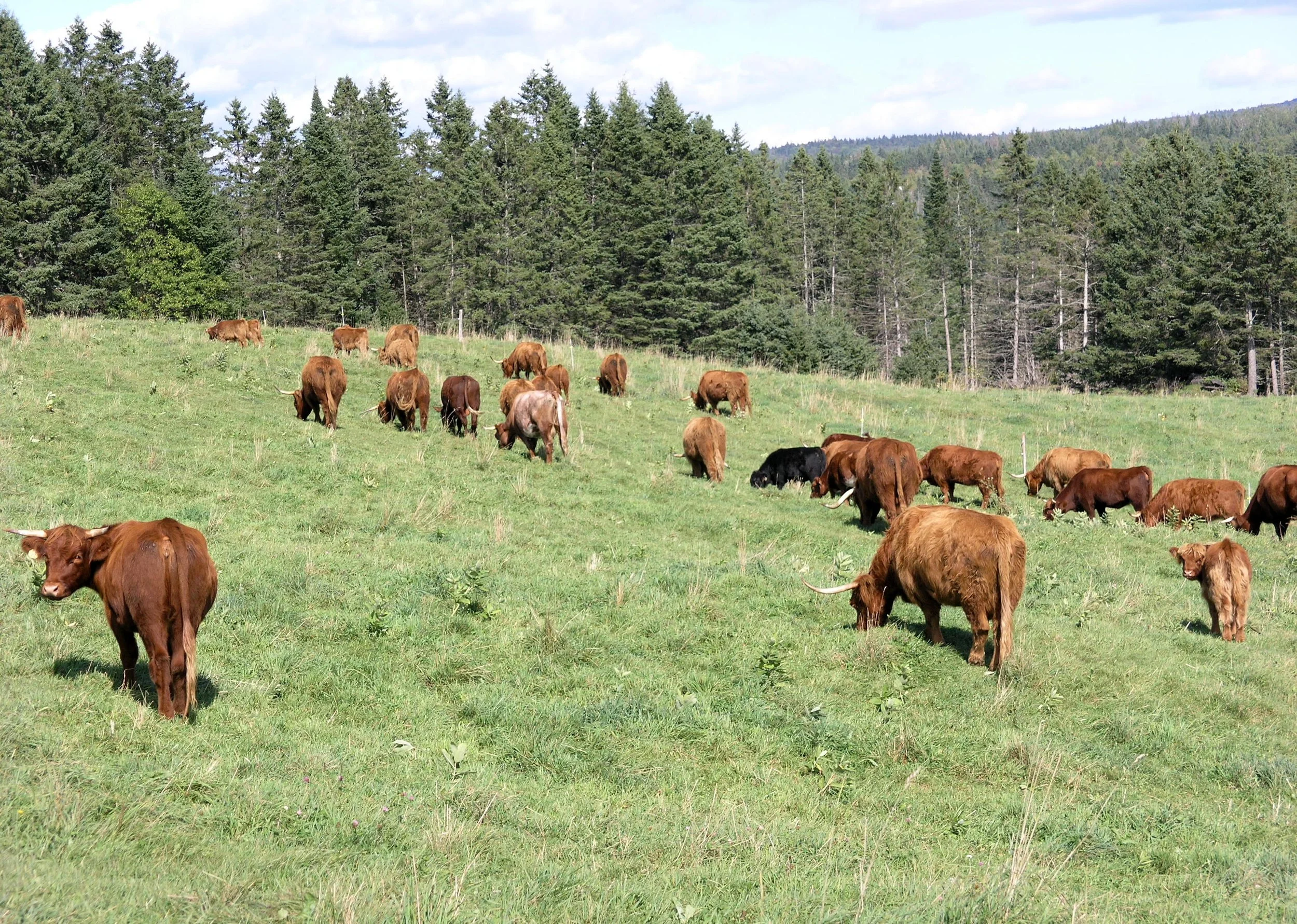 Breeding Stock — Shat Acres Highland Farm