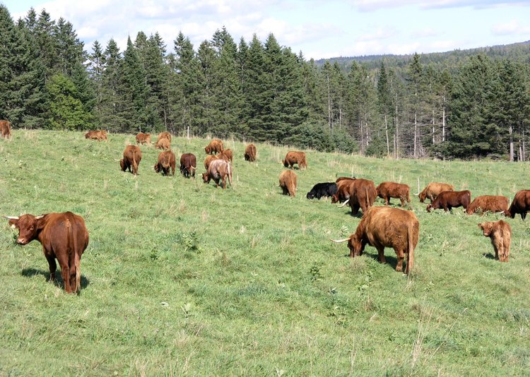 Breeding Stock — Shat Acres Highland Farm