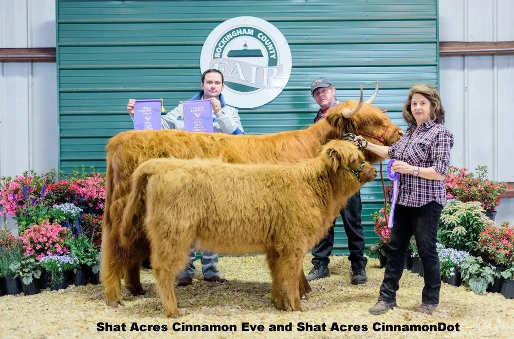 Breeding Stock — Shat Acres Highland Farm
