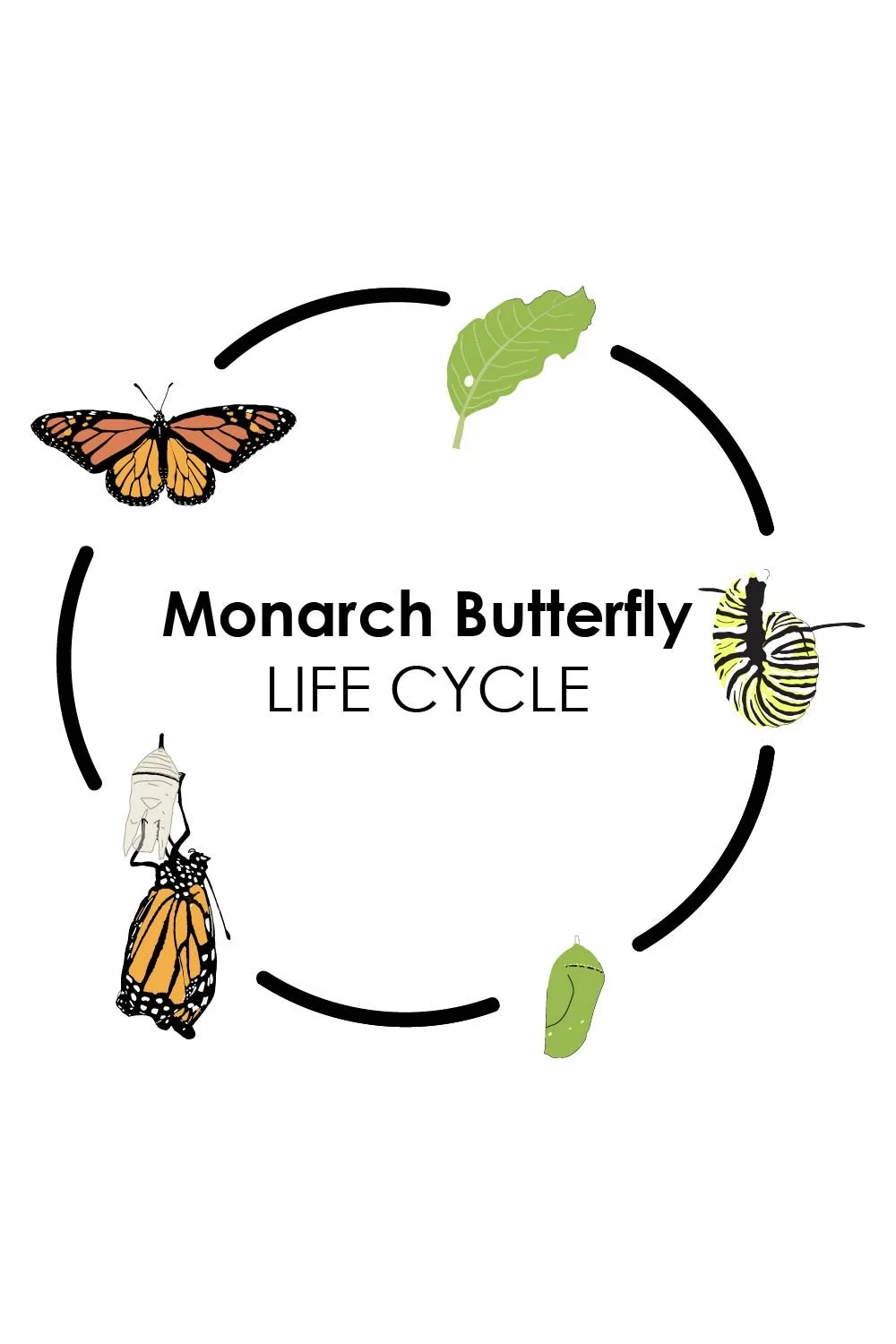 Monarch Life Cycle Printable — Southerly Design