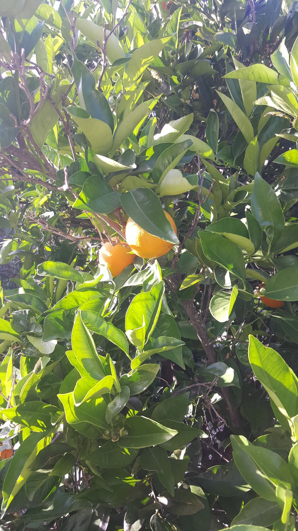 SAVAGE BEE-CHES®: Artisanal Honey