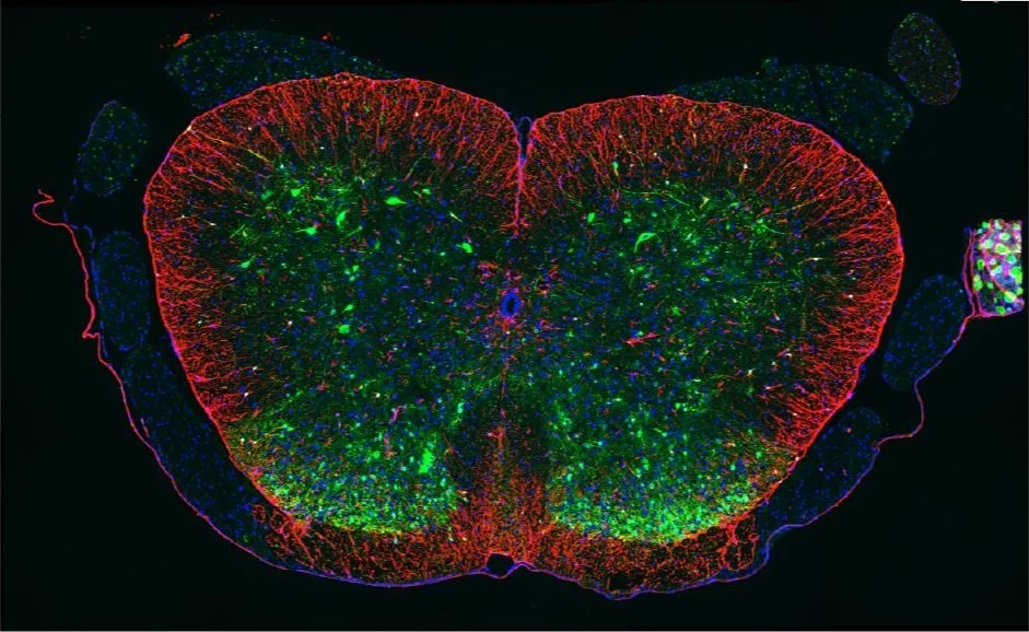Join us — Arbab lab