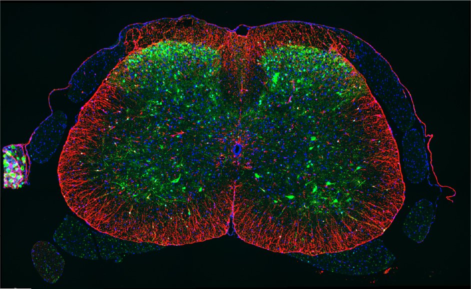 Join us — Arbab lab