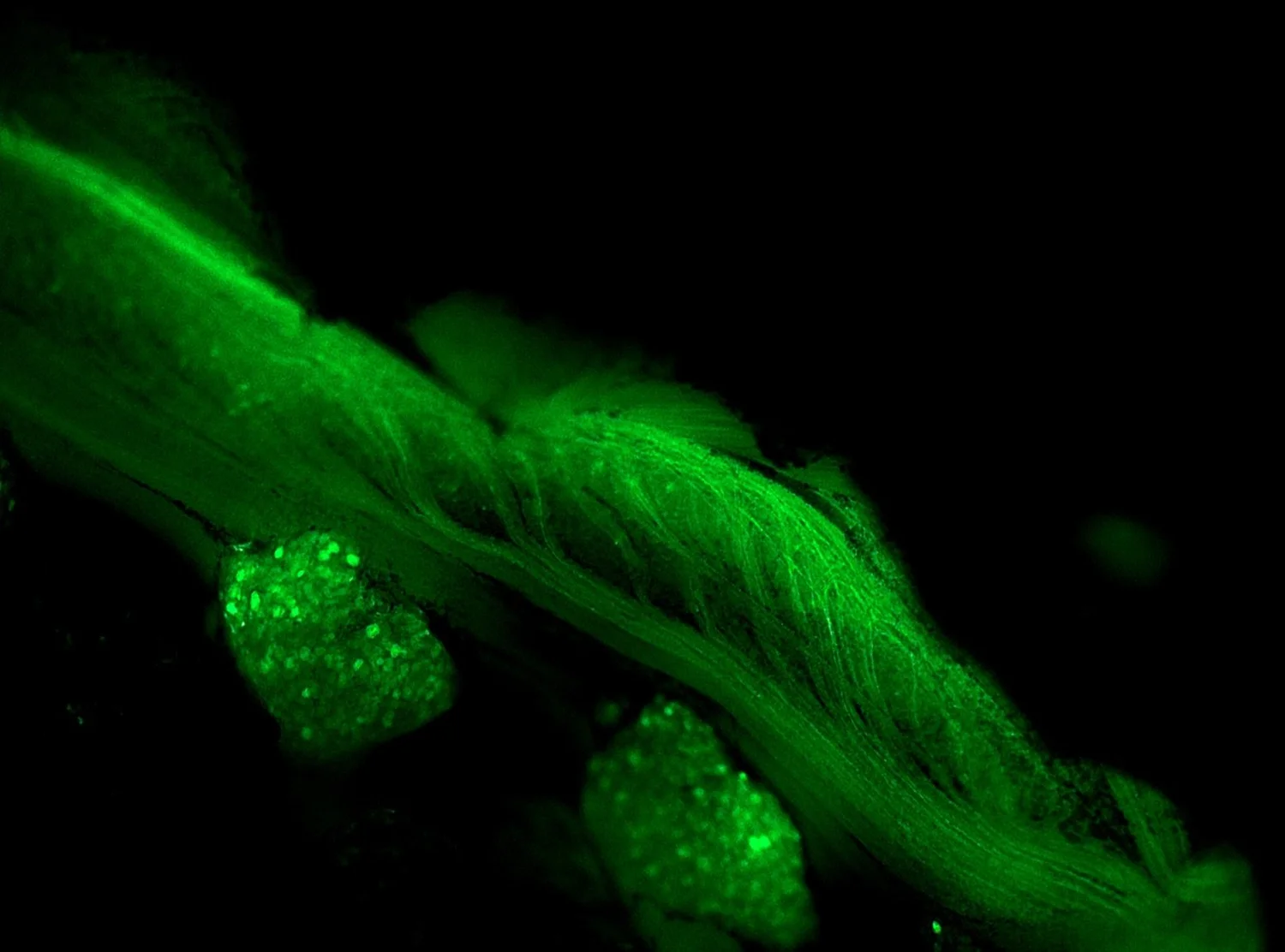 Arbab lab - Boston Children's Hospital / Harvard Medical School