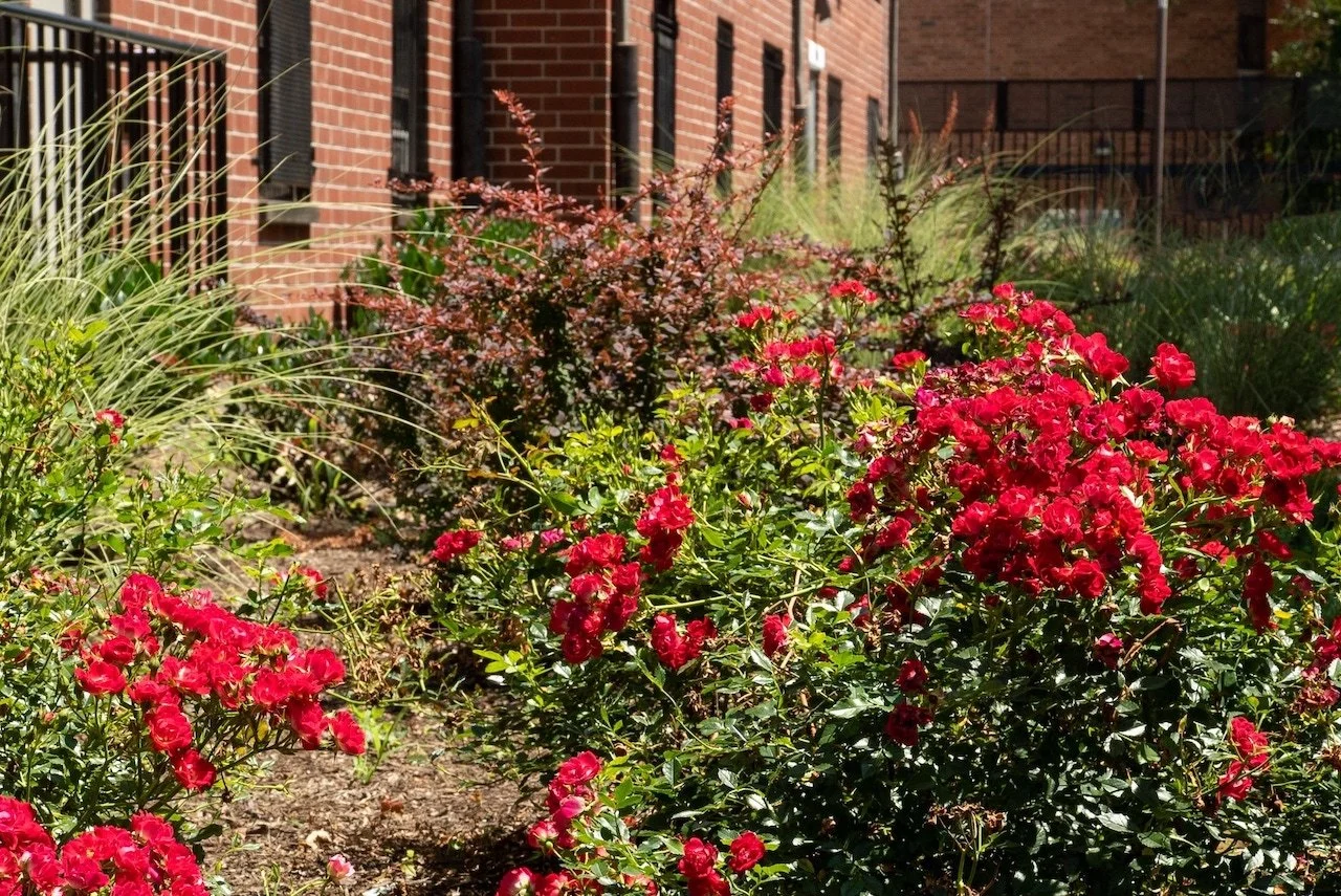 NYCHA Armstrong and Marcy-Greene Revitalization — bayview landscape ...