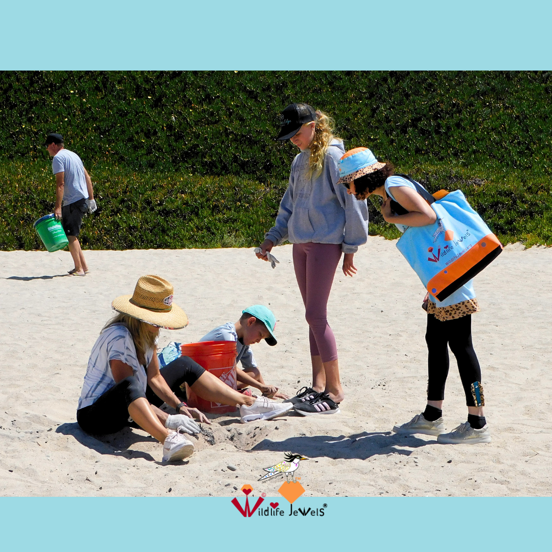 Sweep for Wildlife: A Recap from the Wildlife Jewels Beach Cleanup in ...