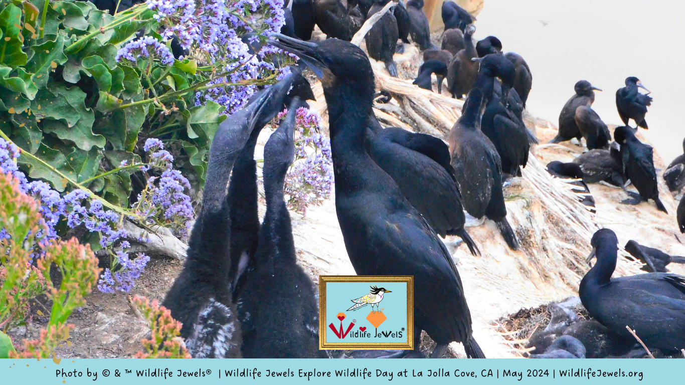 Wildlife Jewels® Events