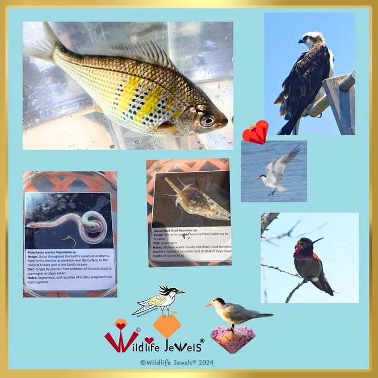 The Back Bay Science Center Marine Life Inventory and Wildlife ...